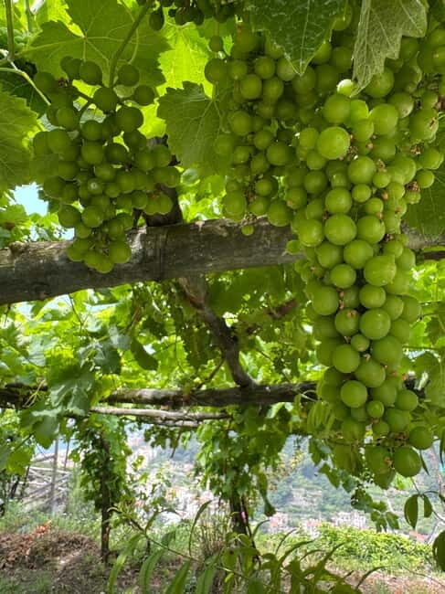 Maiori: Hiking Tour to A Lemon Farm with Lemon Tastings - What to Bring and Wear