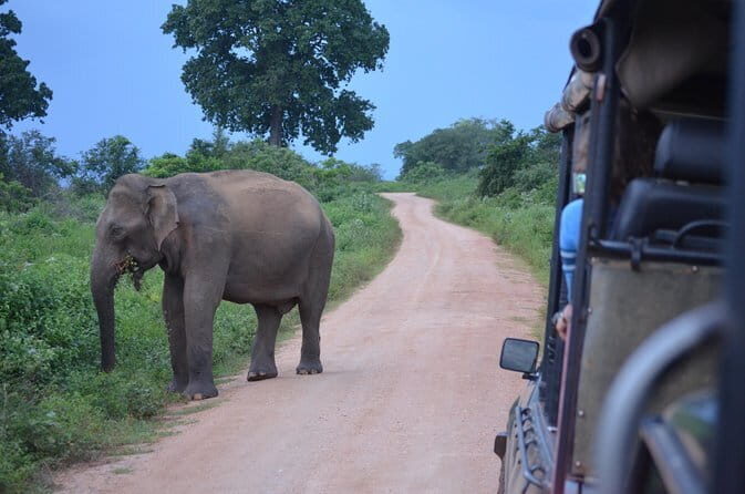 Majestic beast safari, Sri Lankas oldest Elephant Park-Udawalawe National Park - Key Points