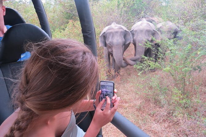 Majestic beast safari, Sri Lankas oldest Elephant Park-Udawalawe National Park - Introduction: What to Expect from This Safari