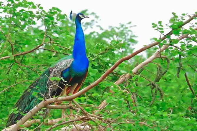 Majestic beast safari, Sri Lankas oldest Elephant Park-Udawalawe National Park - Meeting Points and Practicalities