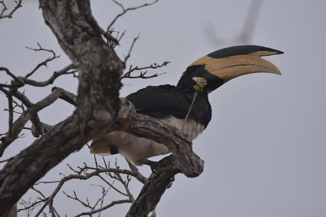 Majestic beast safari, Sri Lankas oldest Elephant Park-Udawalawe National Park - The Sum Up: Is This Safari Right for You?