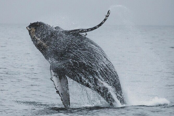 Majestic Encounter Respectful Whale Watching - Who Is This Tour Best For?