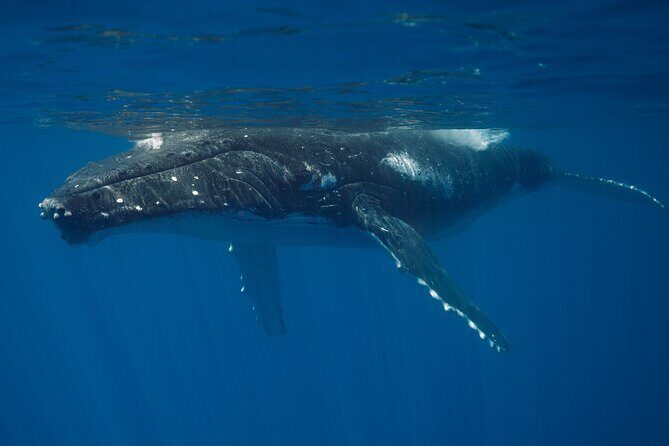 Majestic Encounter Respectful Whale Watching - The Sum Up