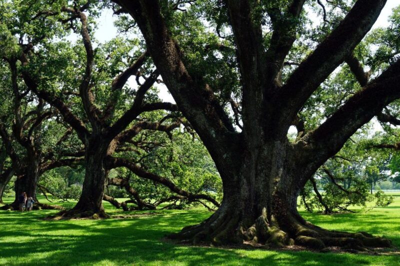 Majestic Oak Alley Plantation Tour - Analyzing the Value