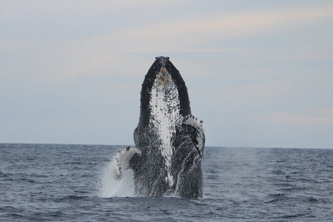 Majestic Whale Watching Tour in Cabo San Lucas - Key Points