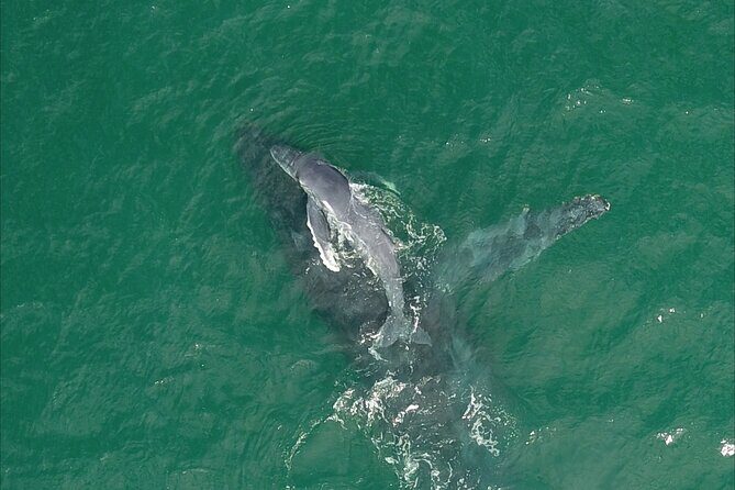 Majestic Whale Watching Tour in Cabo San Lucas - Setting Sail for a Whale of a Time