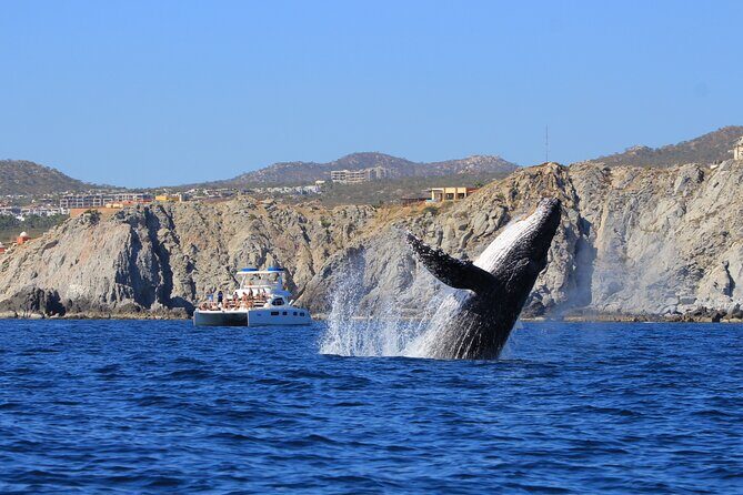 Majestic Whale Watching Tour in Cabo San Lucas - The Experience: Comfort, Convenience, and Practicality