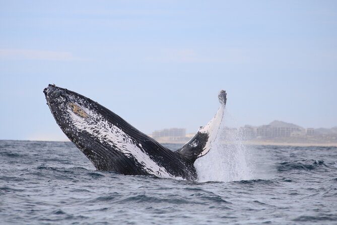 Majestic Whale Watching Tour in Cabo San Lucas - Analyzing the Cost and Value