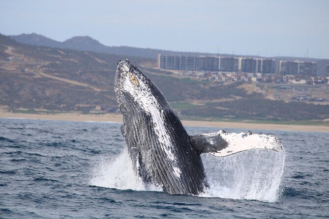 Majestic Whale Watching Tour in Cabo San Lucas - Summary of the Experience