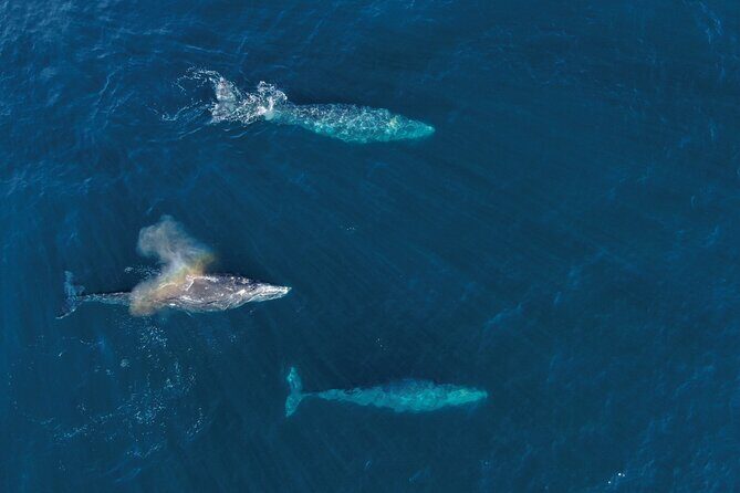 Majestic Whale Watching Tour in Cabo San Lucas - Who Should Consider This Tour?