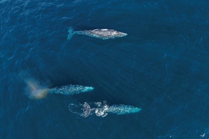 Majestic Whale Watching Tour in Cabo San Lucas - Frequently Asked Questions