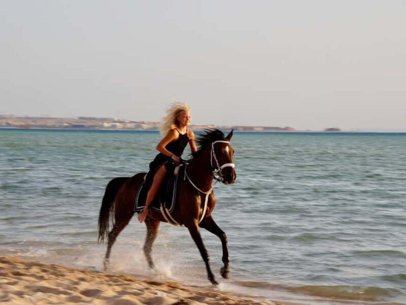 Makadi Bay: Horse Riding in Desert & Sea w Guide + Transfers - A Close Look at the Horseback Riding Tour