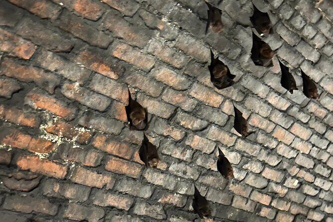 Makang, Mutan, Houtong Cat Village & Sandiaoling Day Tour - Introduction: A Day of Authenticity and Charm in Taiwan