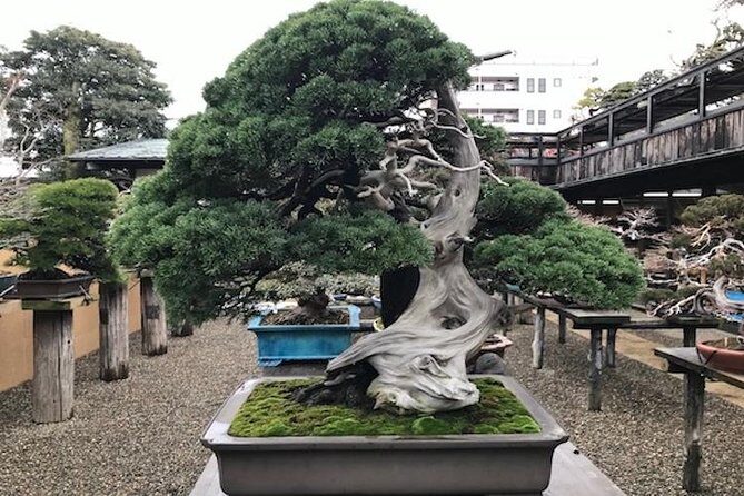 Make your own BONSAI with a professional artist in Tokyo - Key Points