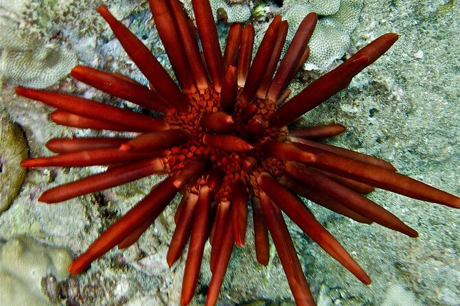 Makena-Wailea Explorer Trip in Maui - FAQ