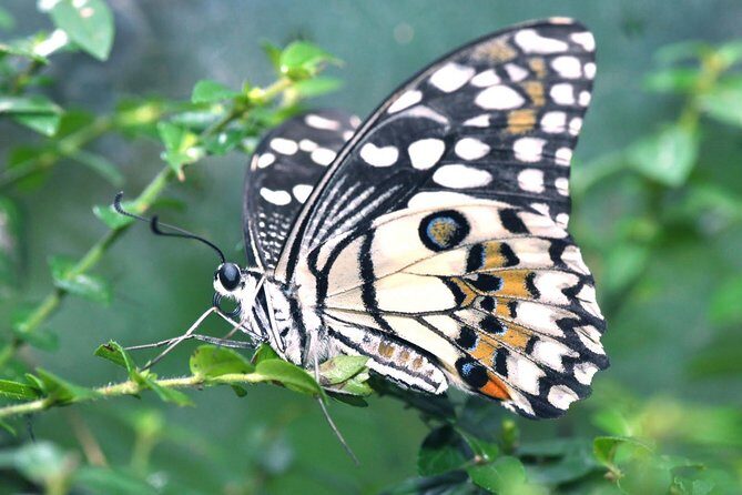 Malacca Zoo, Malaysia Heritage Studio & Butterfly Farm with Lunch - The Sum Up: Is This Tour Right for You?