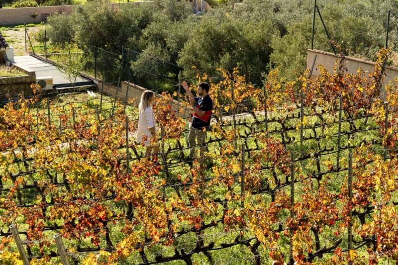 Malaga: Vineyard and Cellar Visit with 6 Top Wines and tapas - Who Will Love This Tour?