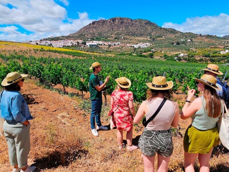 Malaga: White Village, Vineyard, and Wine Tasting Wine Tour - A Practical Guide to the Malaga: White Village, Vineyard, and Wine Tasting Tour