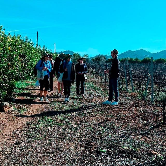 Malaga: White Village, Vineyard, and Wine Tasting Wine Tour - Key Points