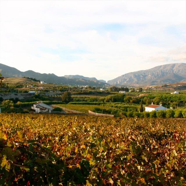 Malaga: White Village, Vineyard, and Wine Tasting Wine Tour - What Makes This Tour Stand Out?