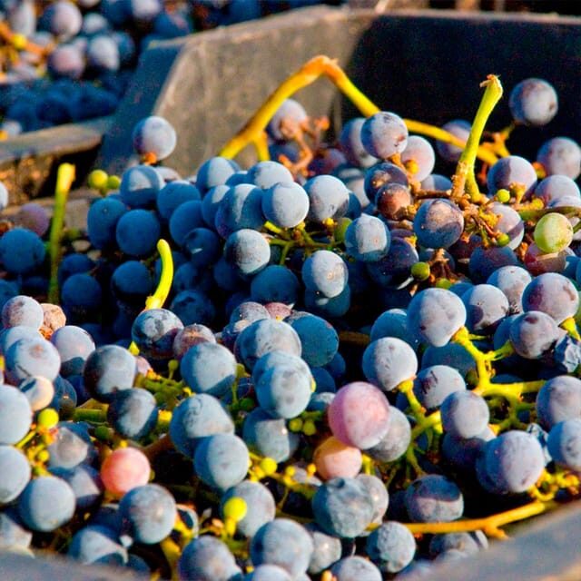 Malaga: White Village, Vineyard, and Wine Tasting Wine Tour - Final Word