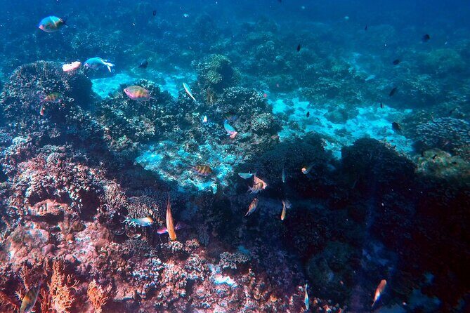 Malapascua Island Hopping Private Tour in Cebu - A Close Look at the Tour Experience