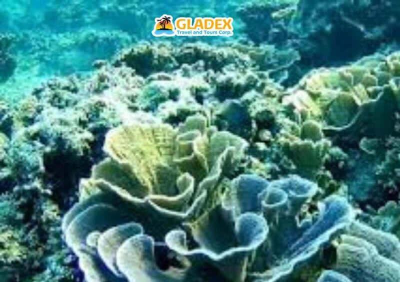 Malapascua Island: Island-Hopping Tour - The Sum Up