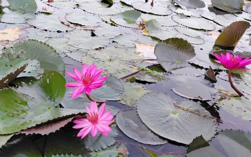 Malarikkal Viewpoint Tour from Cochin-Keralas Hidden Gem - FAQ