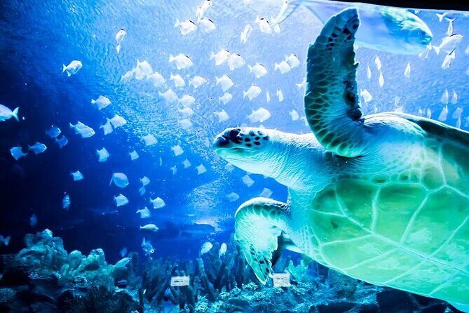 Malaysia: Aquaria KLCC Entry Ticket - A Closer Look at What You Can Expect