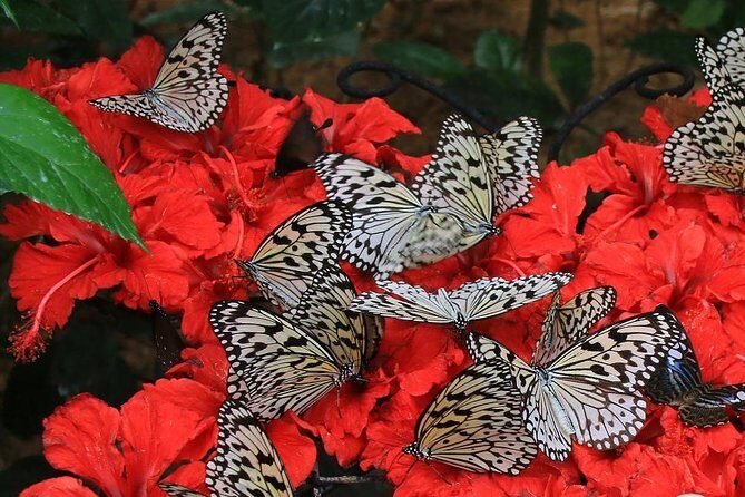 Malaysia: Discover Nature's Wonders with Entopia Entry Ticket - The Sum Up