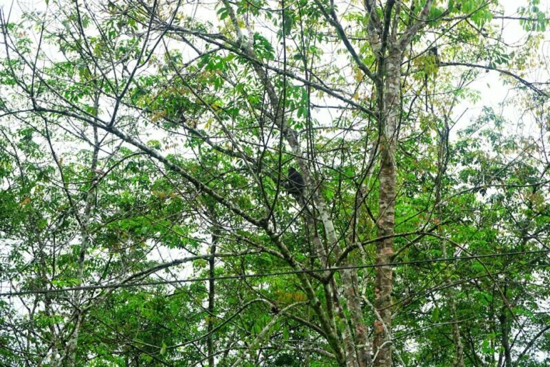 Malaysia: Gunung Panti Forest Reserve Guided Nature Tour - Practical Tips for Your Rainforest Adventure