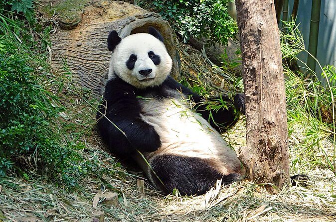 Malaysia National Zoo (Zoo Negara) with Giant Panda Viewing - The Sum Up
