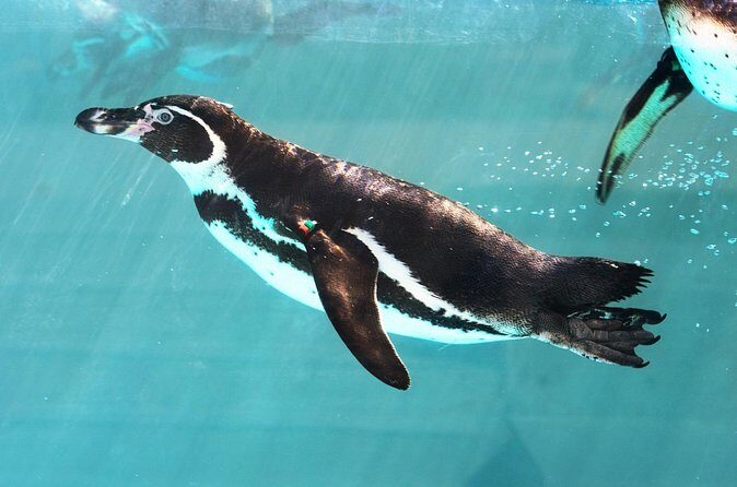 Malaysia National Zoo (Zoo Negara) with Giant Panda Viewing - FAQs