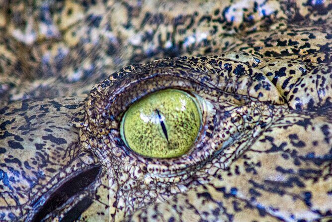 Malcolm Douglas Crocodile Park Tour Including Transportation - The Sum Up: Who Should Consider This Tour?