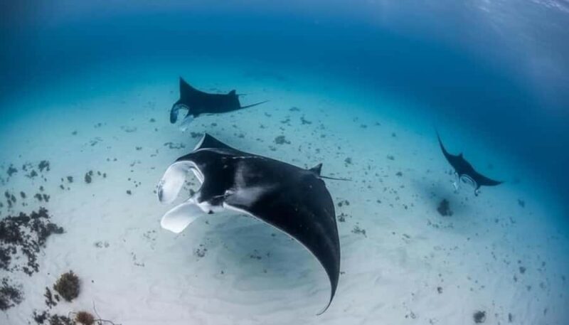 Maldives Alif Alif Atoll 3-Point Snorkeling Tour with Guide - Key Points