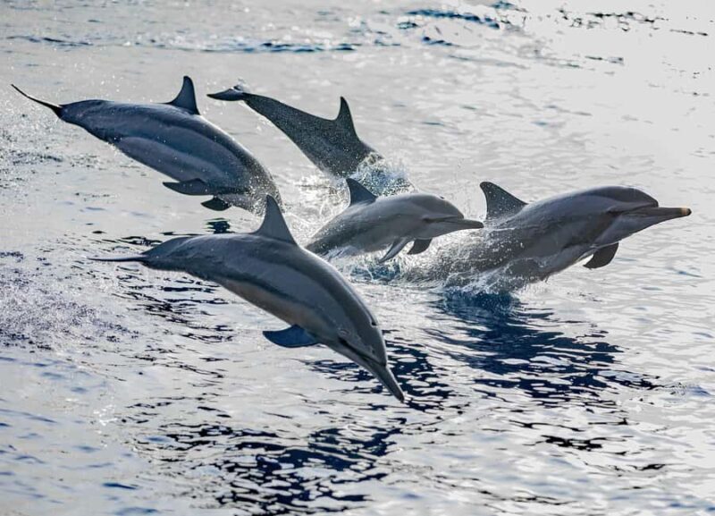 Maldives: Dolphin Watching Cruise with Snorkeling - Key Points