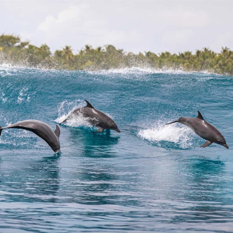 Maldives: Dolphin Watching Cruise with Snorkeling - What to Expect from This Maldives Dolphin Watching Cruise