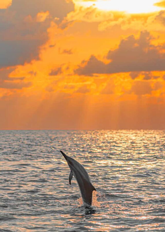 Maldives: Dolphin Watching Cruise with Snorkeling - The Experience in Context
