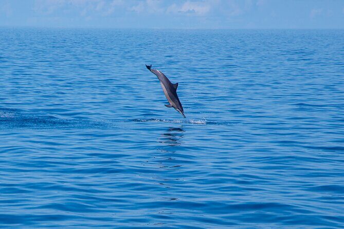 Maldives: Dolphin Watching Tour with Island Cruise - What You Can Expect from the Tour