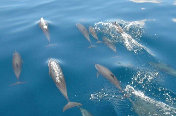 Maldives: Dolphin Watching Tour with Island Cruise - The Sum Up