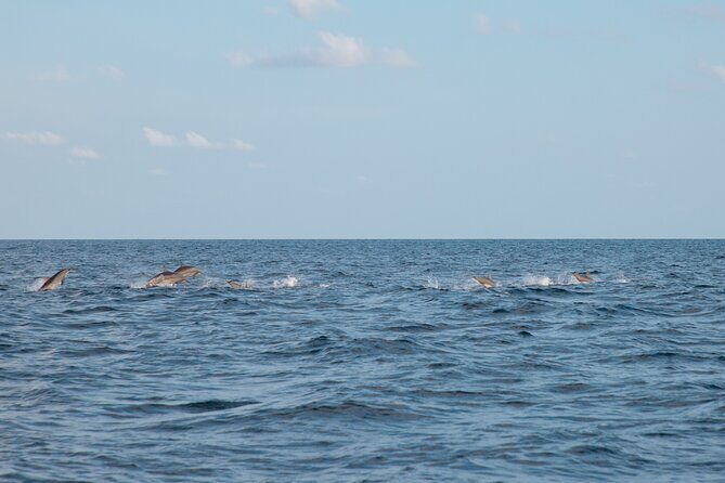 Maldives: Dolphin Watching Tour with Island Cruise - FAQs