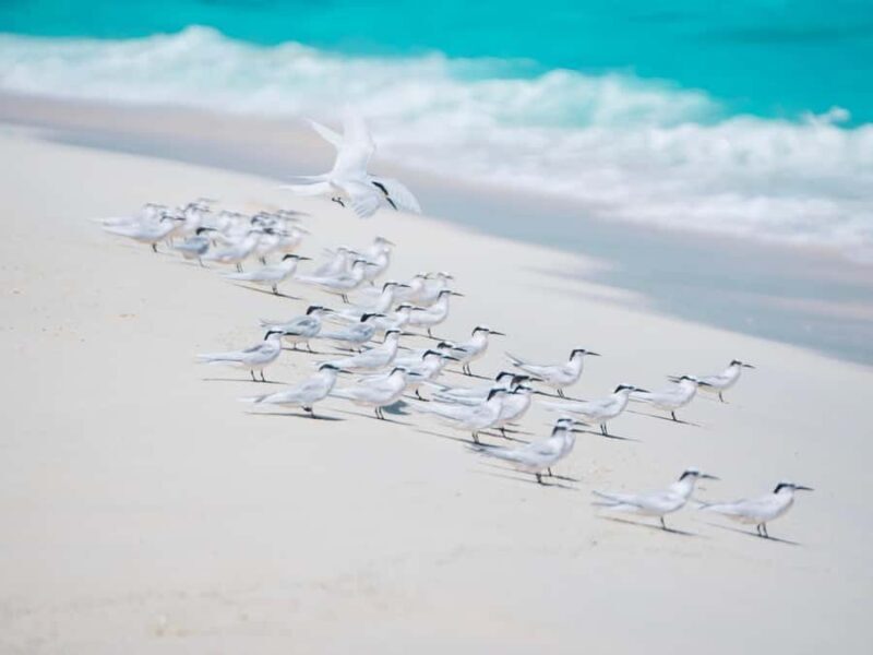 Maldives: Sandbank Tour with Snorkeling - Key Points