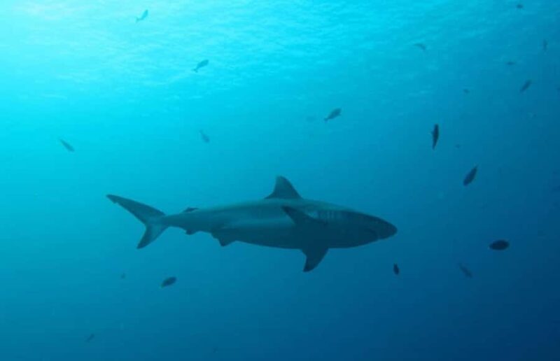 Maldives Snorkeling Tour to Explore 3 Coral Reef Wonders - How Each Stop Adds to Your Experience