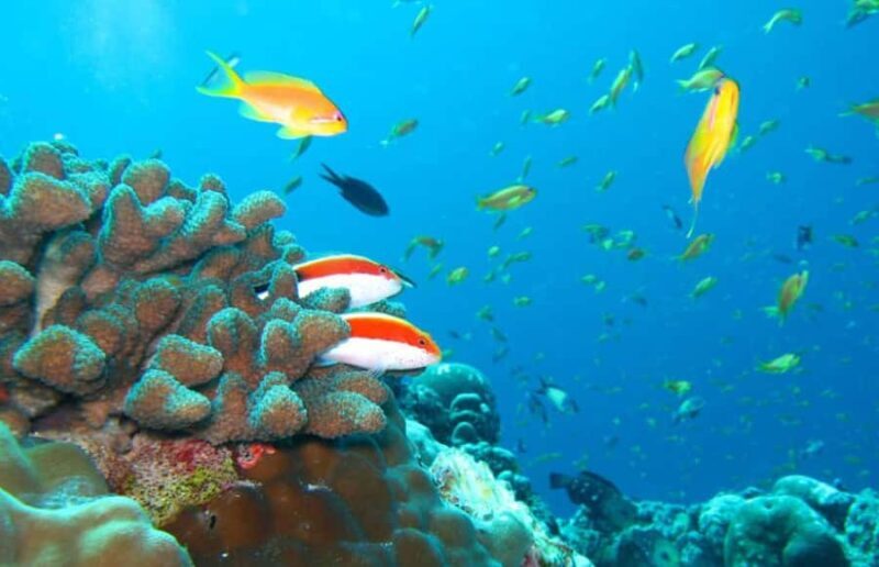 Maldives Snorkeling Tour to Explore 3 Coral Reef Wonders - The Value of the Tour