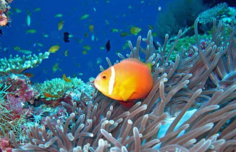 Maldives Snorkeling Tour to Explore 3 Coral Reef Wonders - Who Will Love This Tour?