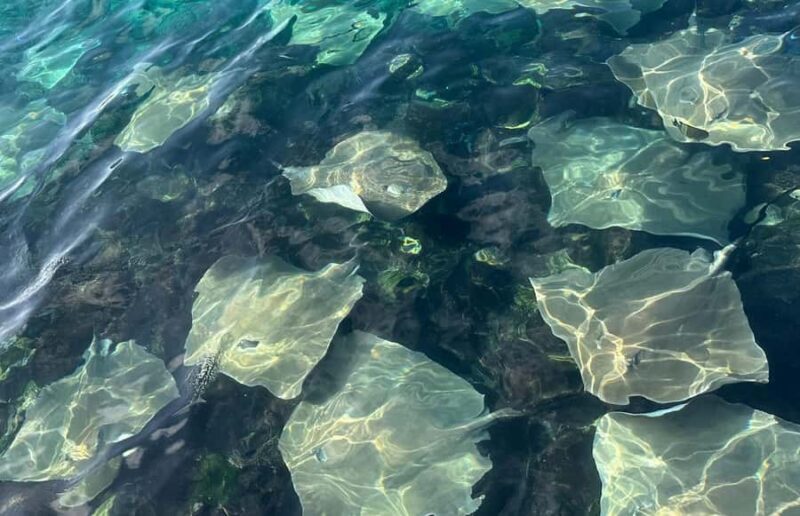 Maldives Snorkeling Tour to Explore 3 Coral Reef Wonders - Final Thoughts: Is It Worth It?