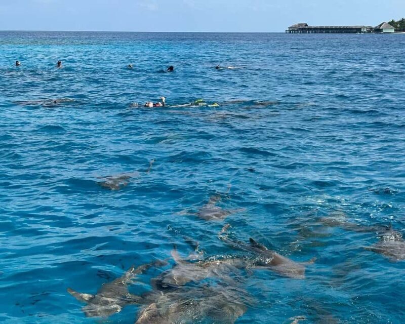 Maldives: Snorkeling with Nurse Sharks, Coral Reef, Sandbank - Key Points