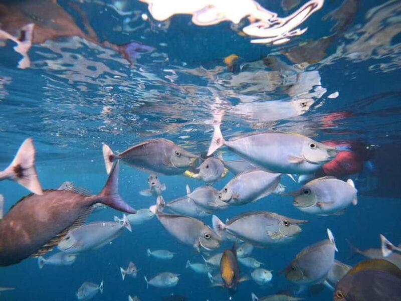 Malé: Two-Point Snorkelling Adventure - Discovering the Kurumba House Reef