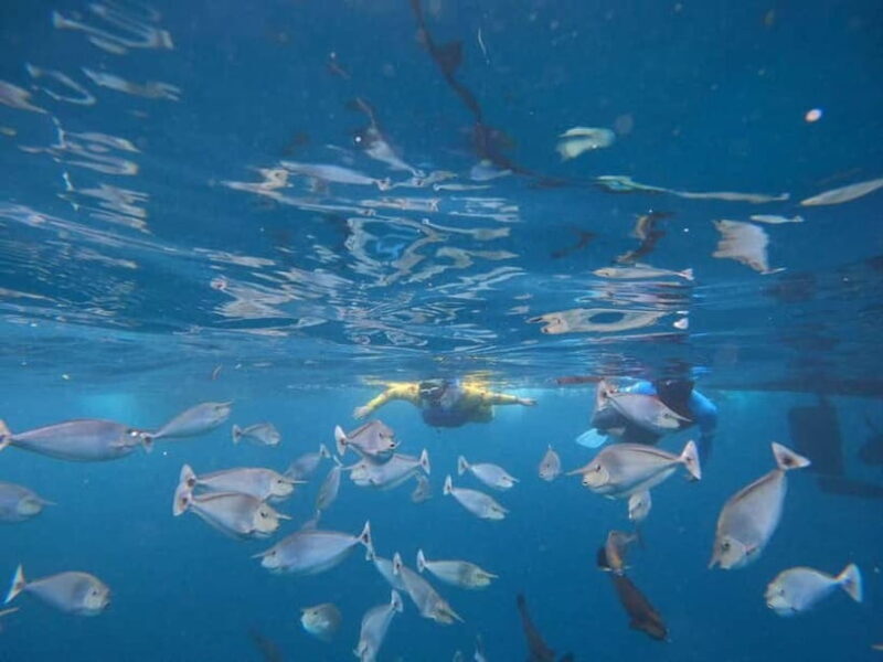 Malé: Two-Point Snorkelling Adventure - The Practical Aspects: What To Expect and Value