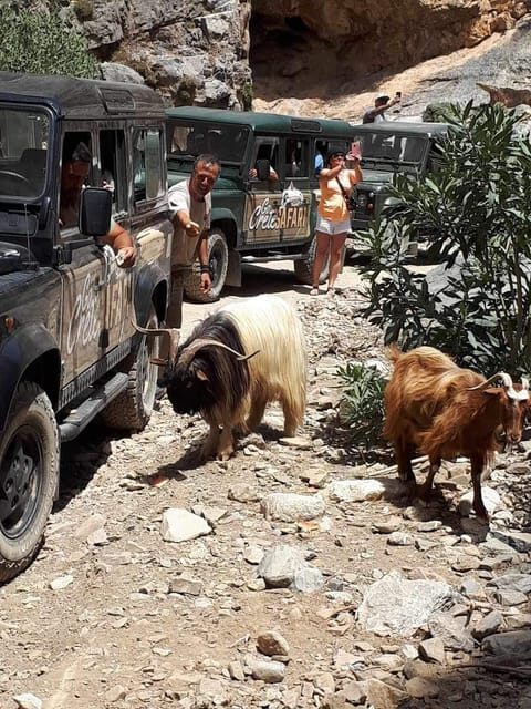 Malia: The uthentic Crete - Who Is This Tour Best For?